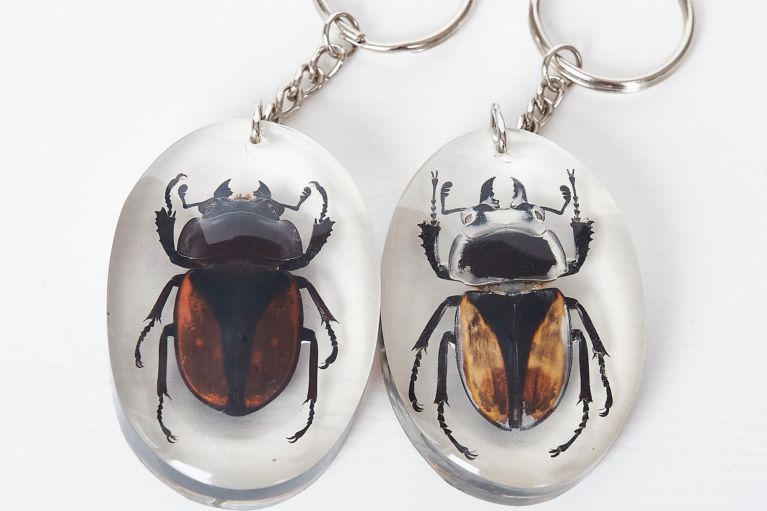 Beetles Bugs Scorpions in Resin. Real Insects in Lucite. Insect ...