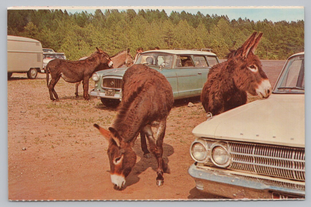 Vintage Postcard, Wild Donkeys in Custer State Park, Black Hills of ...
