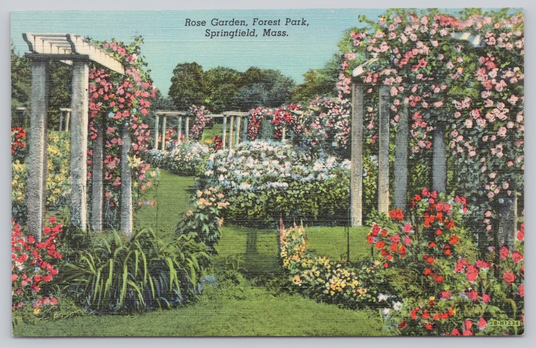 Vintage Postcard, Rose Garden, Forest Park, Springfield Massachusetts ...