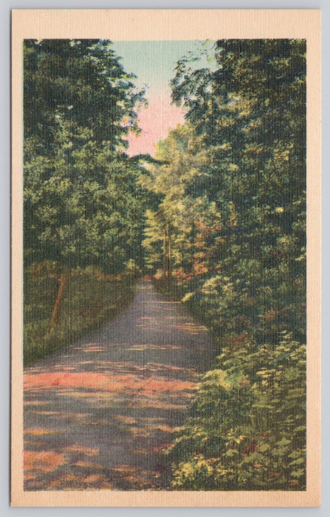 Vintage Postcard, Country Road Through Forest Scenery, Unidentified ...