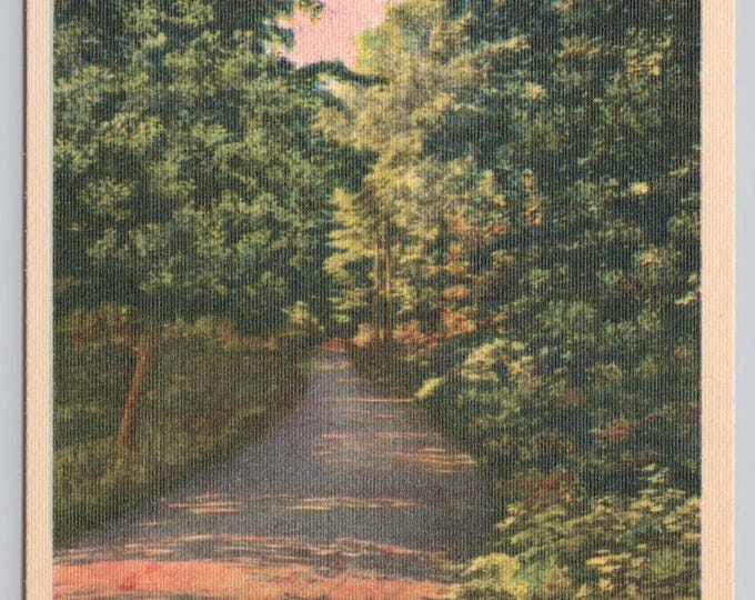 Vintage Postcard, Country Road Through Forest Scenery, Unidentified ...