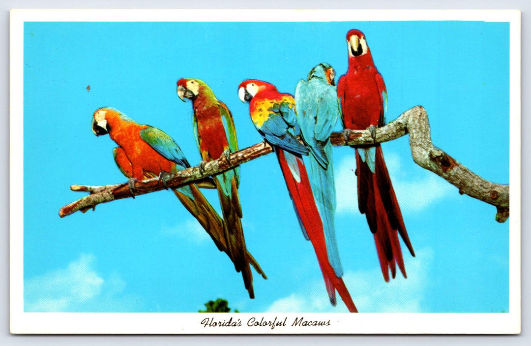 Vintage Postcard, Florida's Colorful Macaws, Parrot Jungle, South Miami ...