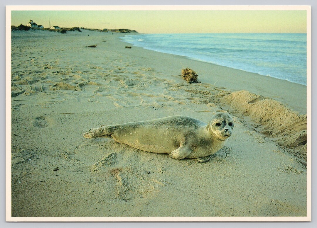 Vintage Postcard, Harbor Seal at Cape Cod National Seashore, South ...
