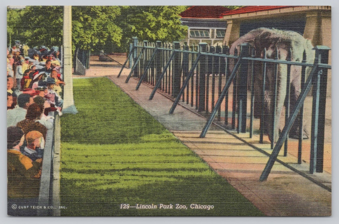 Vintage Postcard, Elephant at Lincoln Park Zoo, Chicago Illinois, 1940s ...