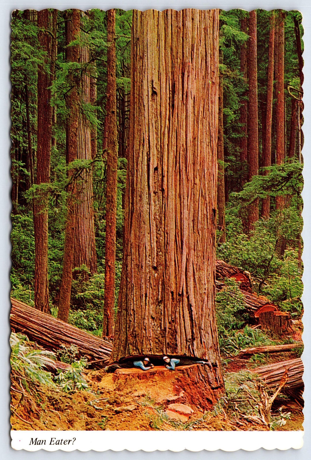 Vintage Postcard, Man Eater Tree, Loggers Laying Inside Giant Redwood ...