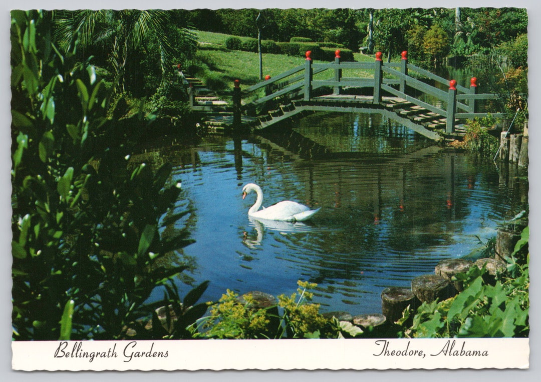 Vintage Postcard, Swan on Lake at the Oriental Section of Bellingrath ...