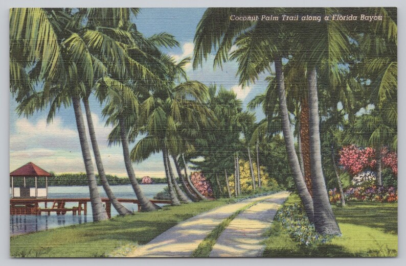 Vintage Postcard, Coconut Palm Trail Along a Florida Bayou, C1940s ...