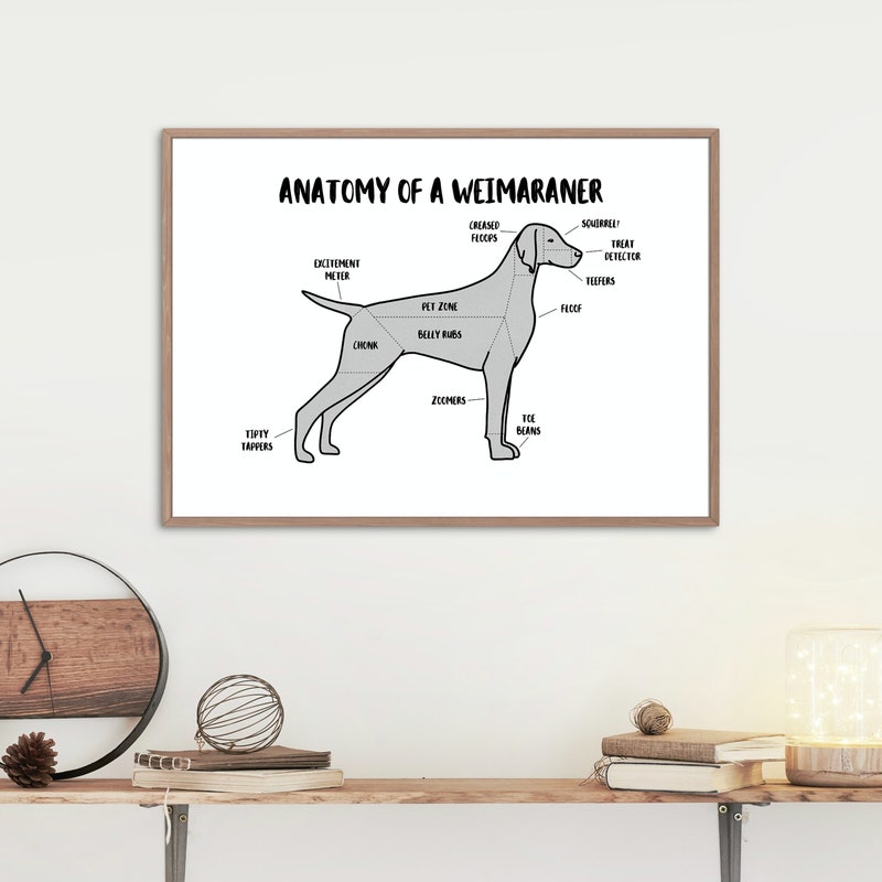 Weimaraner - Etsy