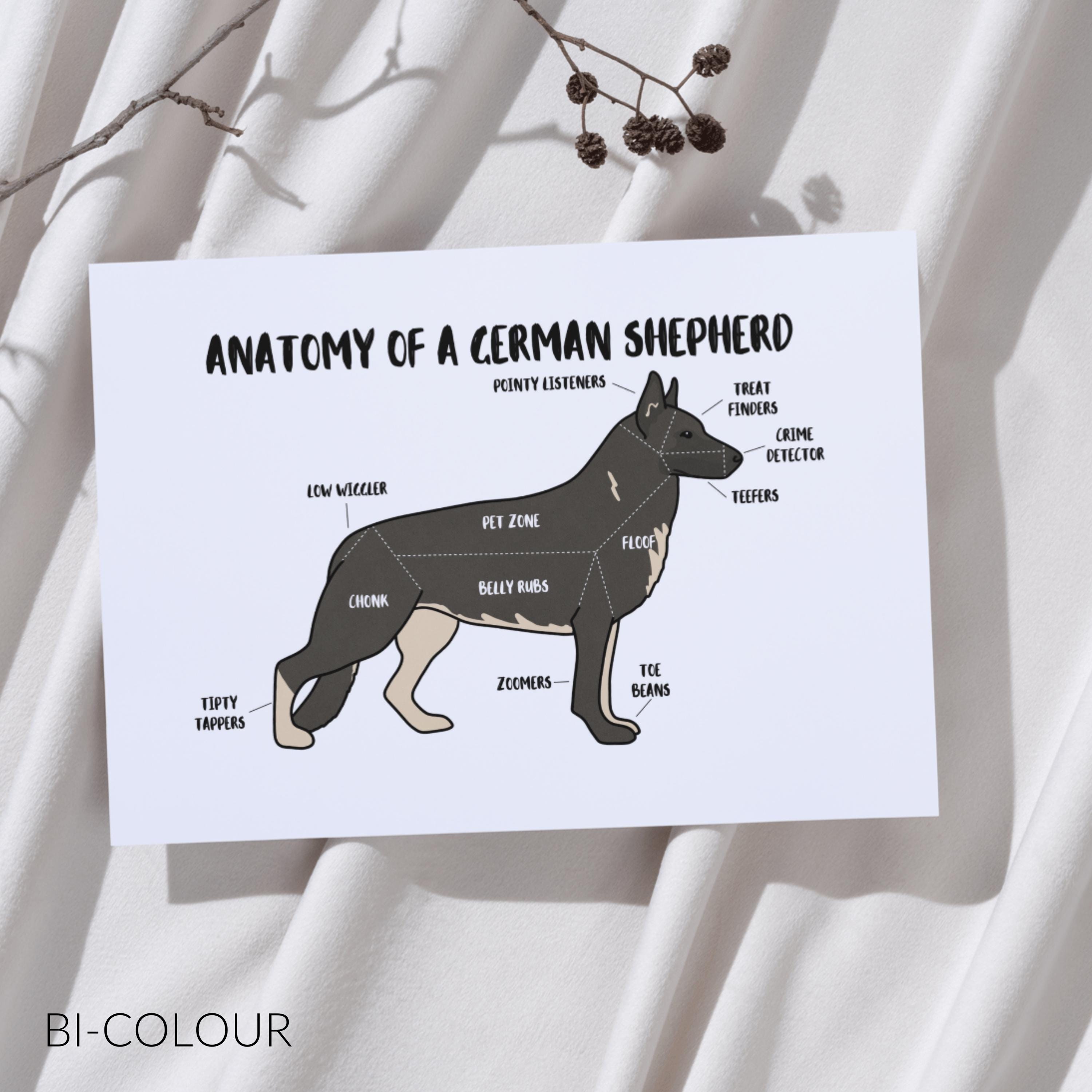 German Shepherd Anatomy Art Print: Humorous Dog Illustration - Etsy