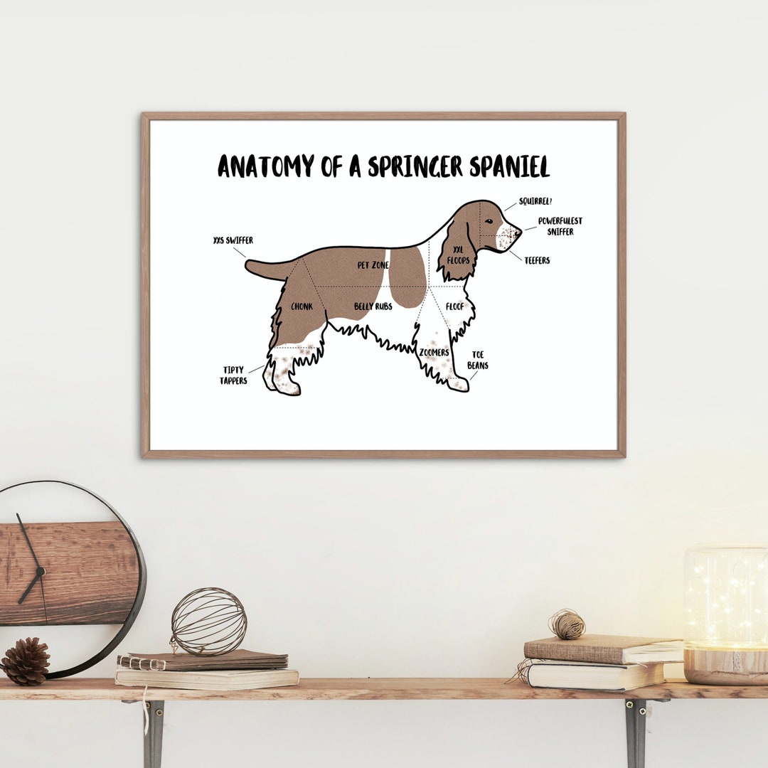 Springer Spaniel Anatomy Art Print: Humorous Dog Illustration - Etsy
