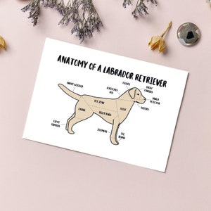 Anatomy of a Labrador Retriever Poster | A5 & A4 Dog Print | Custom Dog ...