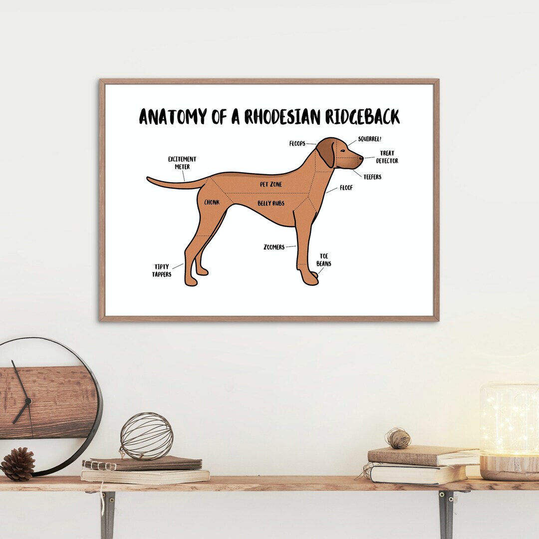 Anatomy of a Rhodesian Ridgeback Poster | A5 & A4 Dog Print ...