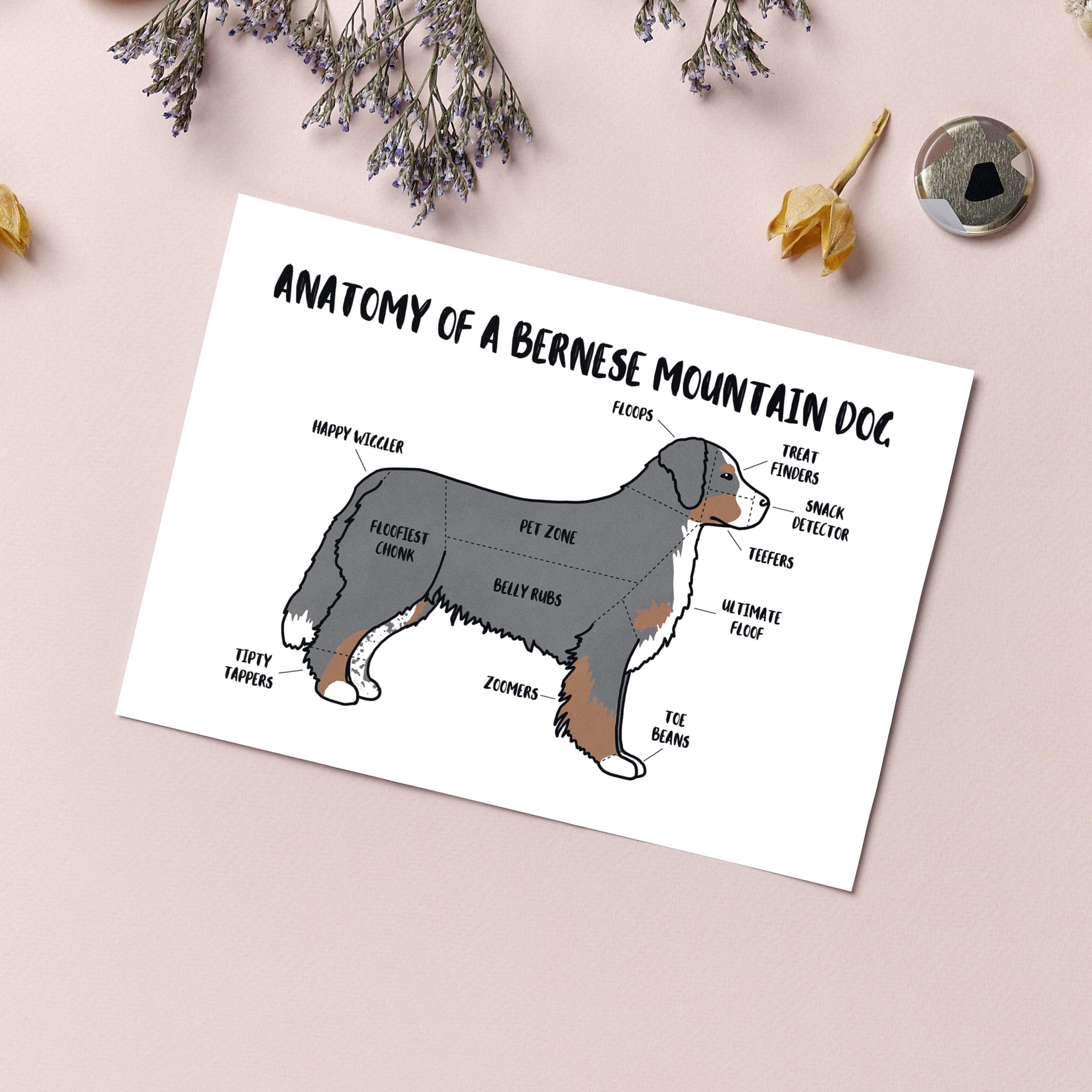 Anatomy of a Bernese Mountain Dog Poster A5 & A4 Dog Print Customisable Dog Art Bernese ...