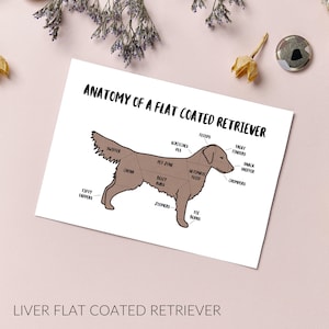Anatomy of a Flat Coated Retriever Poster A5 & A4 Dog Print Customisable Dog Art Flat Coat ...