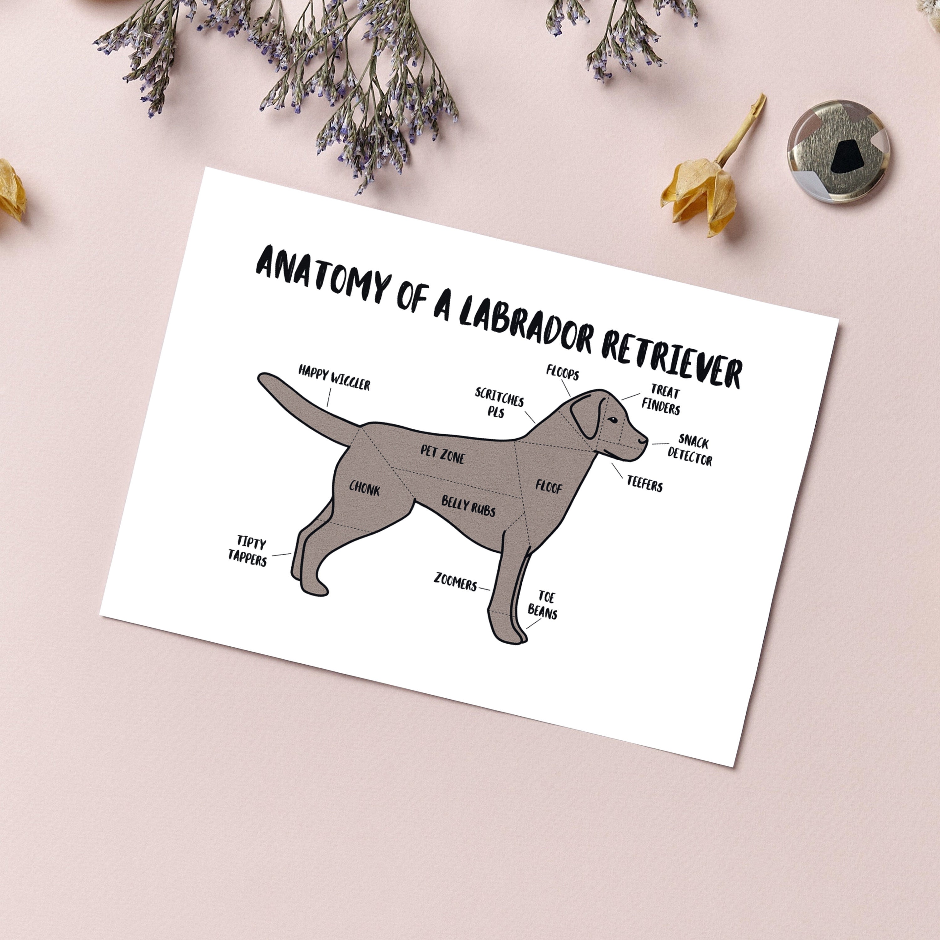 Anatomy of a Labrador Retriever Poster A5 & A4 Dog Print - Etsy