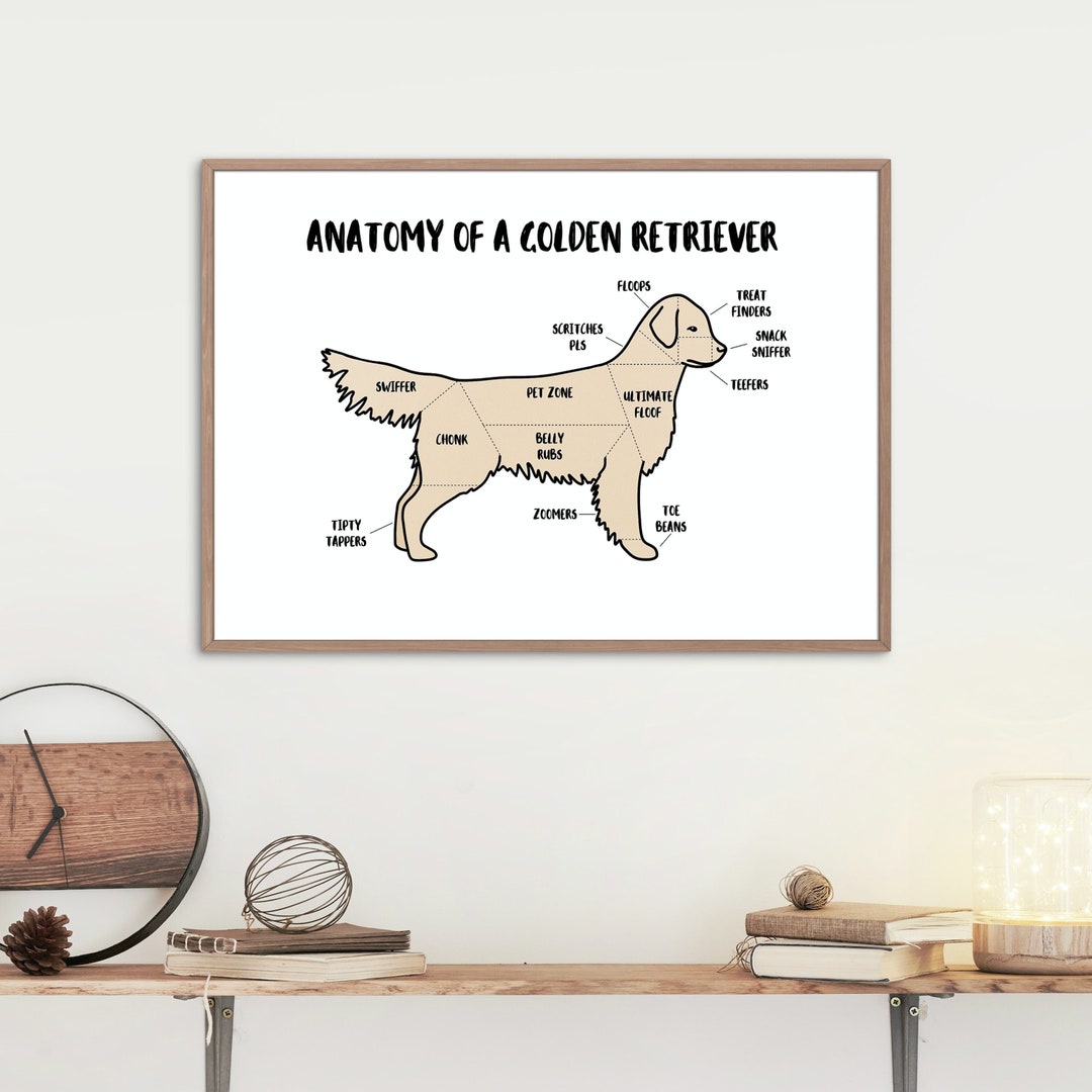 Anatomy of a Golden Retriever Poster | A5 & A4 Dog Print | Customisable Dog Art | Golden ...