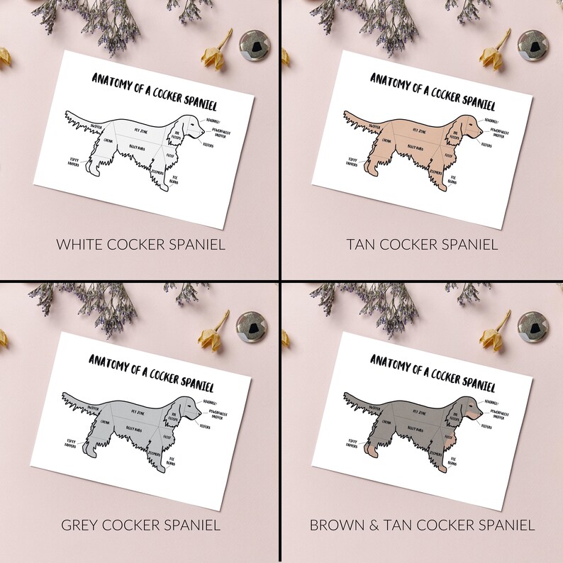 Cocker Spaniel Anatomy Poster: Humorous Dog Art Print (A5 & A4) - Etsy