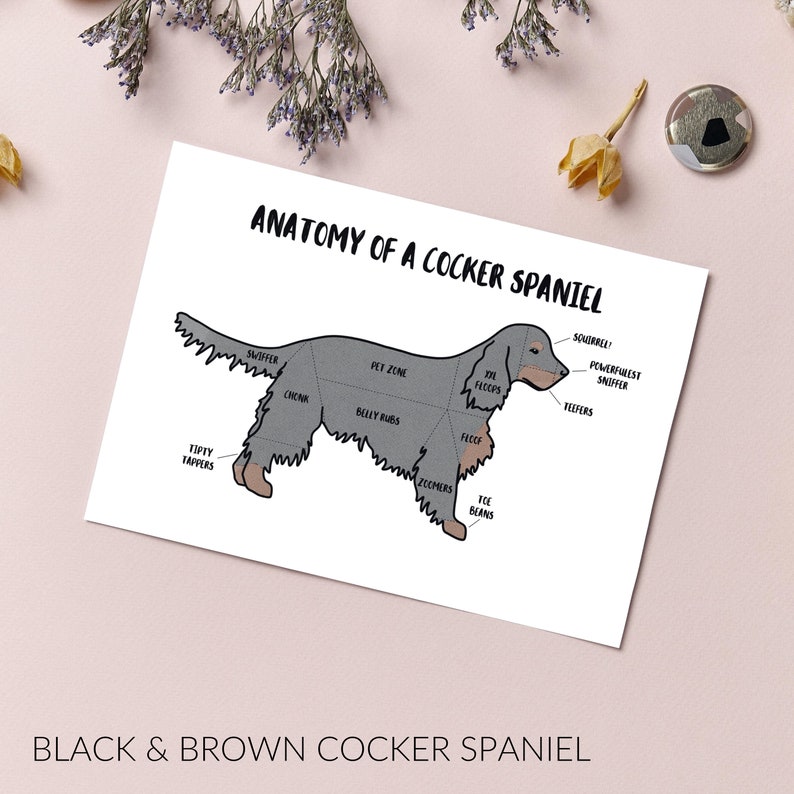 Cocker Spaniel Anatomy Poster: Humorous Dog Art Print (A5 & A4) - Etsy