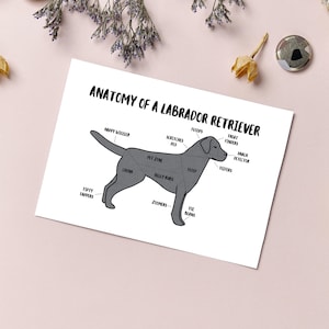 Labrador Anatomy Art Print: Dog Lover Gift (A5 & A4) - Etsy UK