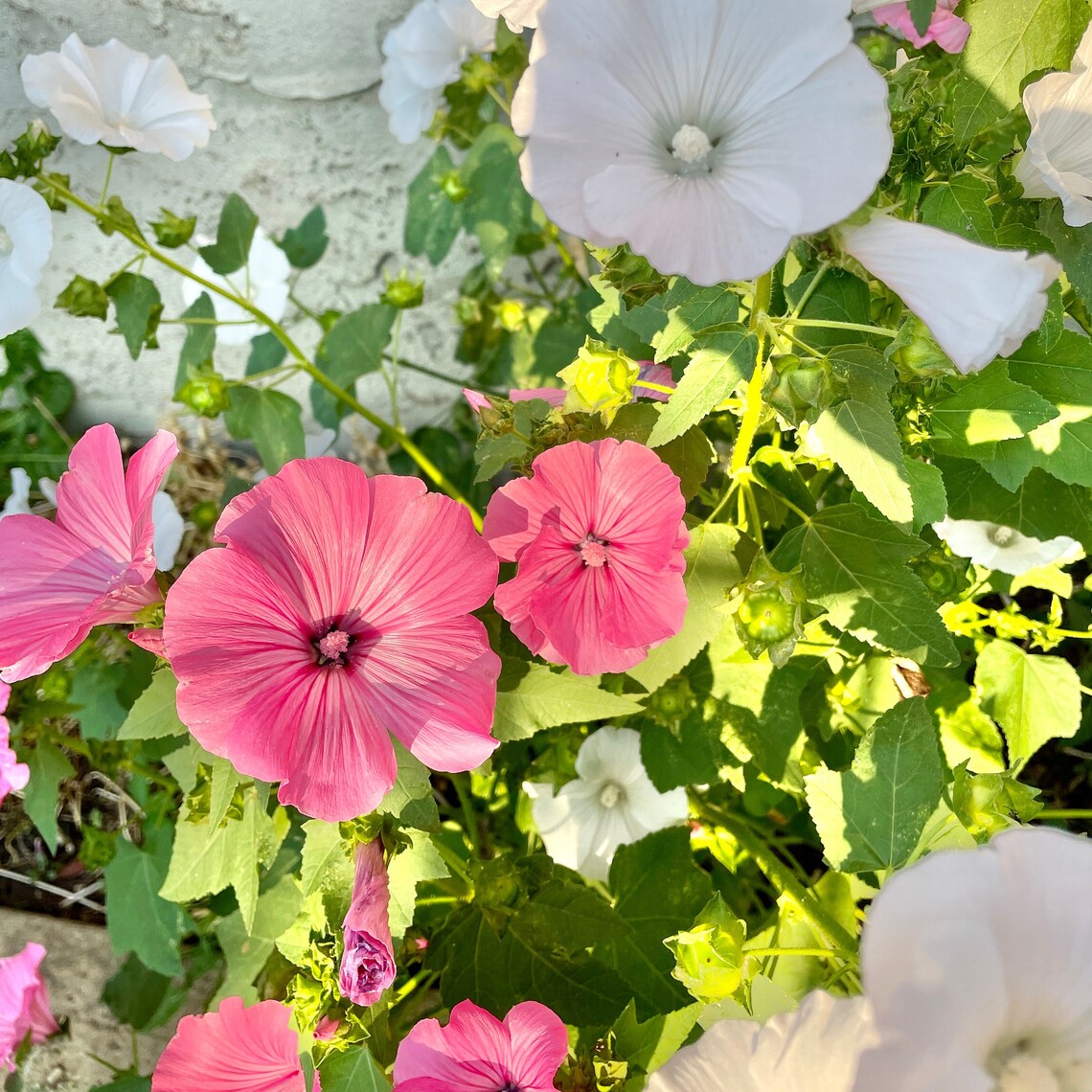 Lavatera Flower Seeds Pink and White Flowers - Etsy Canada