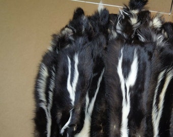Skunk Skin Pelt Hide 54-TP-G2104 ET - Etsy