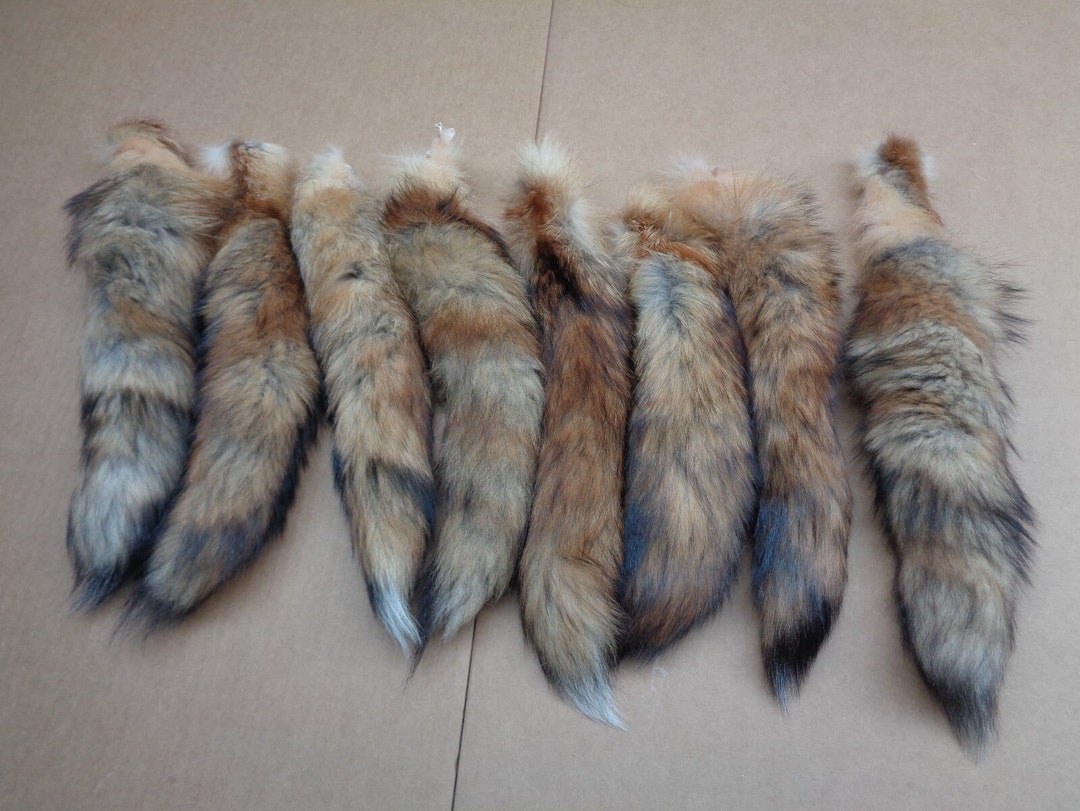 Large Tanned Red Fox Tails #1 Authentic Taxidermy Fur for Crafts and ...