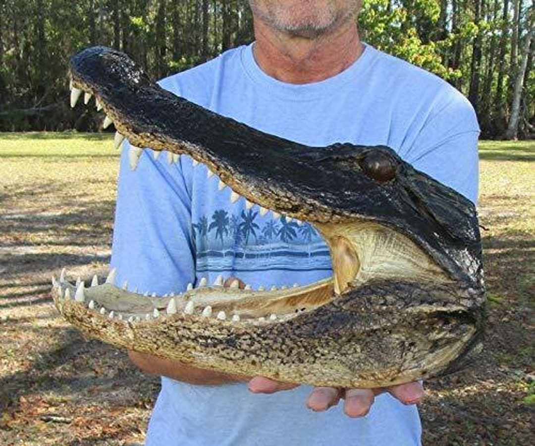 15/16 Real Alligator Head From a 10 Foot Louisiana Gator - Etsy