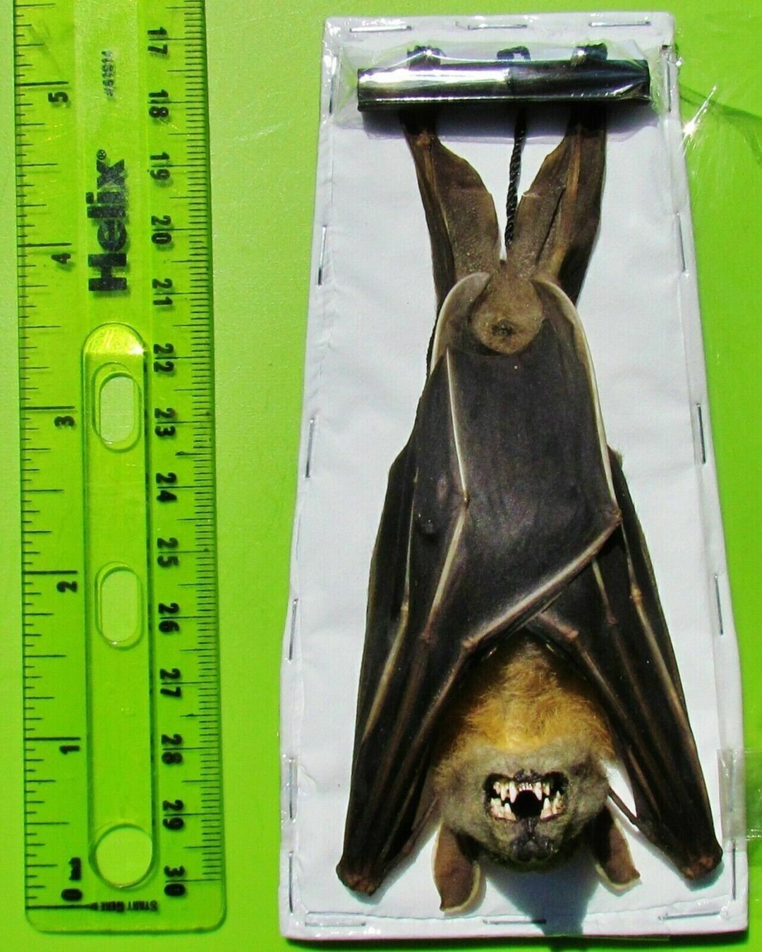 Real Lesser Short-nosed Fruit Bat Cynopterus Brachyotis Hanging Fast ...