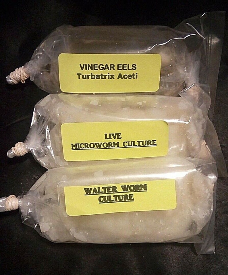 2 Oz Each Combo Microworm Walter Worm Vinegar Eel Cultures Fry Food ...