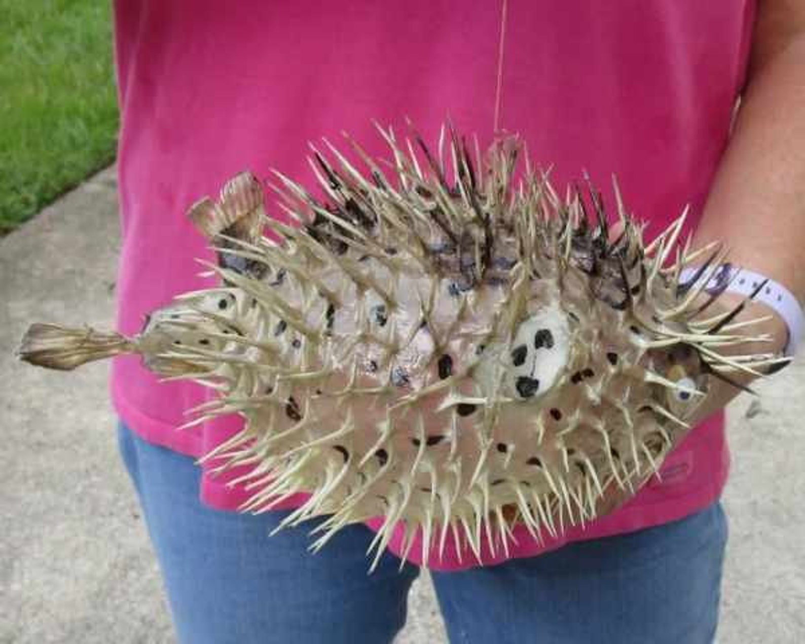 Real Dried Porcupine Blowfish 8 Inches Long With Hanger - Etsy
