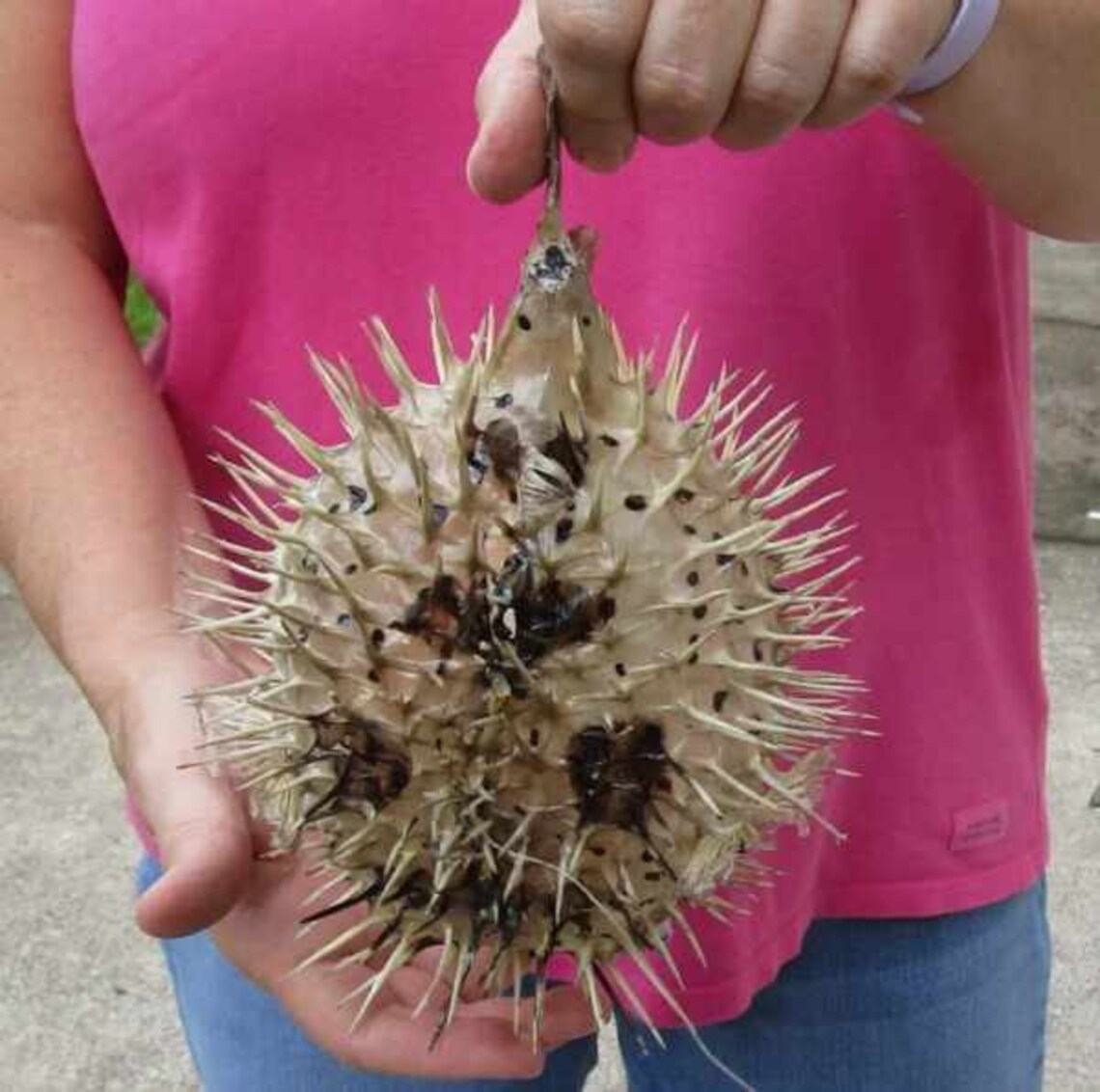 Real Dried Porcupine Blowfish 8 Inches Long With Hanger - Etsy
