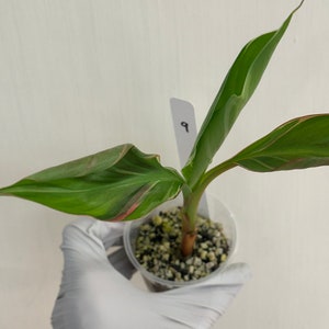 Rare Musa Nono PINK Variegated Banana US Seller - Etsy