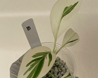 Variegated Florida Musa Banana Tree - Etsy