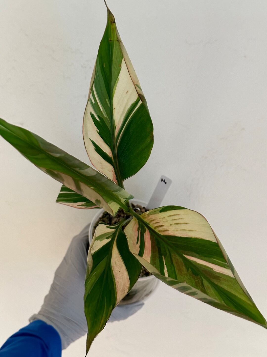 Rare Musa Nono PINK Variegated Banana US Seller - Etsy