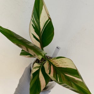 Rare Musa Nono PINK Variegated Banana US Seller - Etsy