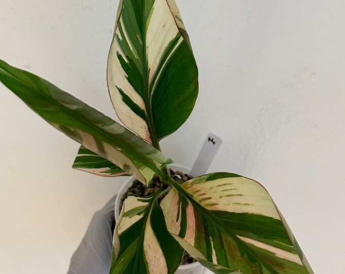 Rare Musa Nono PINK - Variegated Banana - US Seller - Etsy