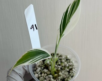 Musa Florida Variegated Banana Tree - Etsy