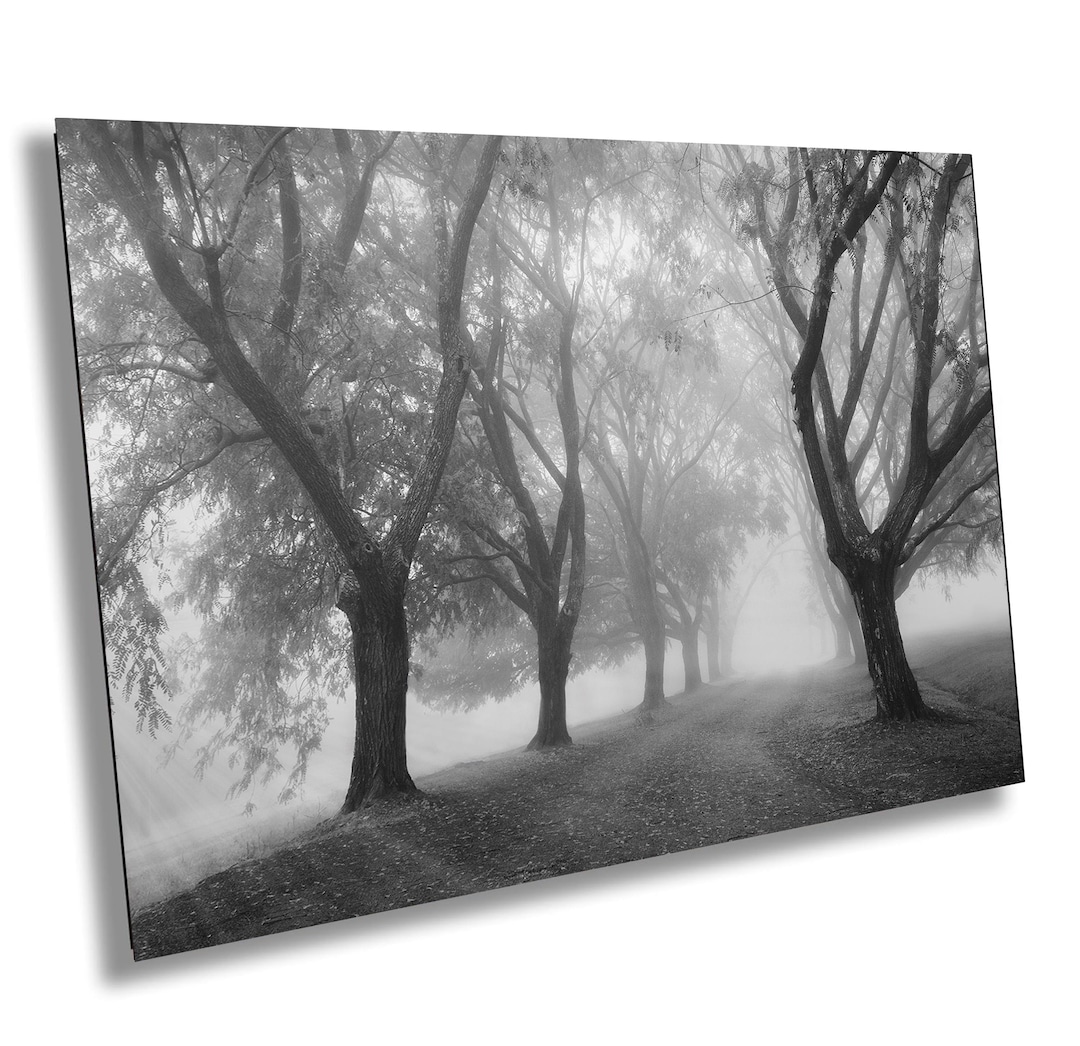 Misty Morning Trees Foggy Landscape Photograph, Black & White Print ...