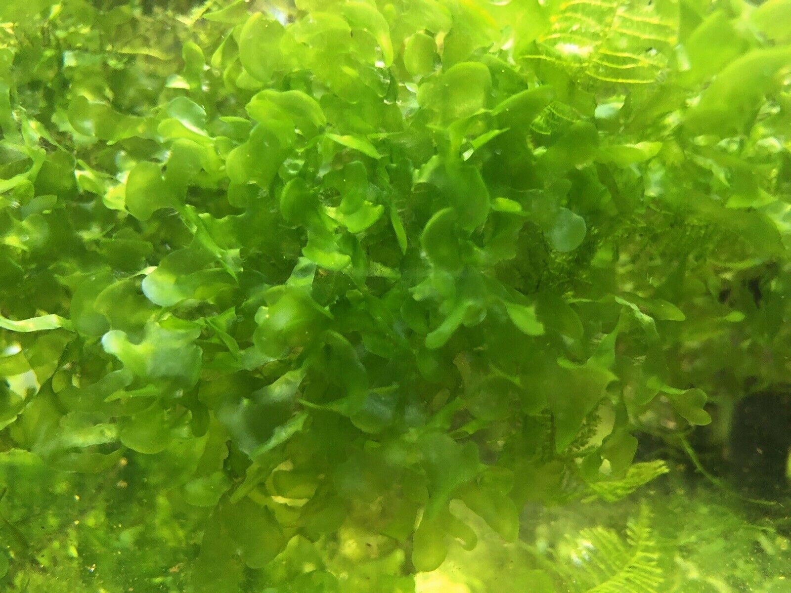 2x Java Moss and Subwassertang Pellia Moss MIX for Shrimp Aquarium Fish Tanks - Etsy