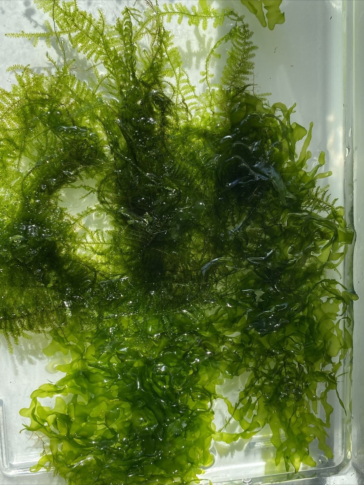 2x Java Moss and Subwassertang Pellia Moss MIX for Shrimp Aquarium Fish ...