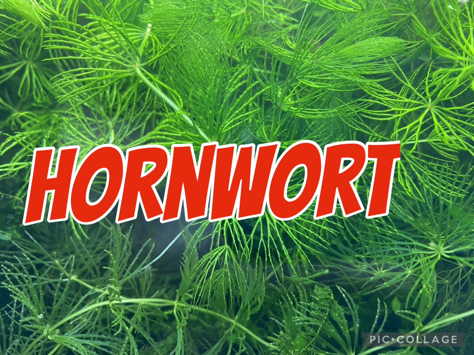 Red Hornwort