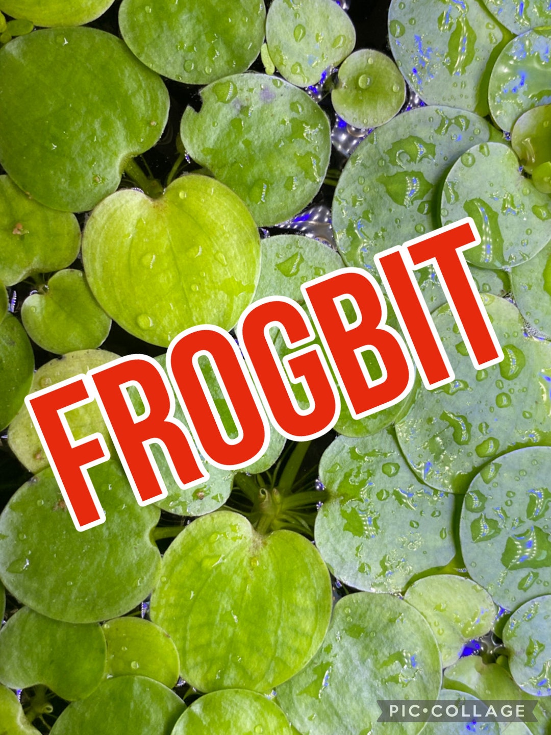 30 Amazon Frogbit WHOLE Plants Floating Aquarium Pond Plant Fast ...