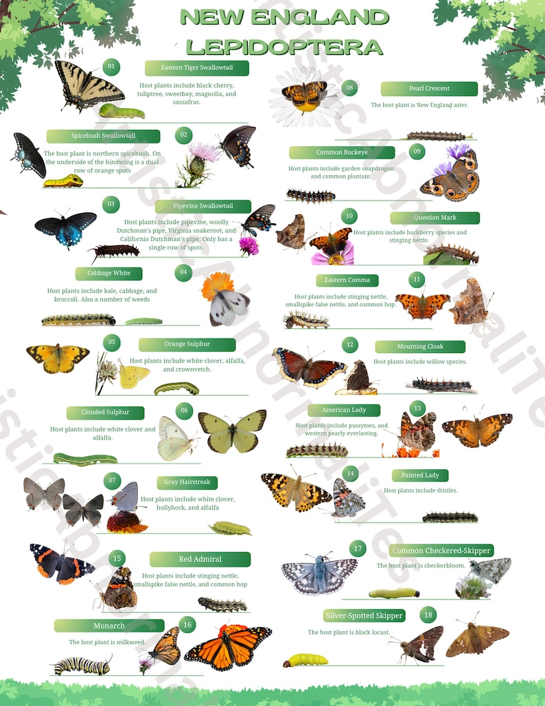 Lepidoptera of New England Print Out Butterfly Poster : Caterpillars ...