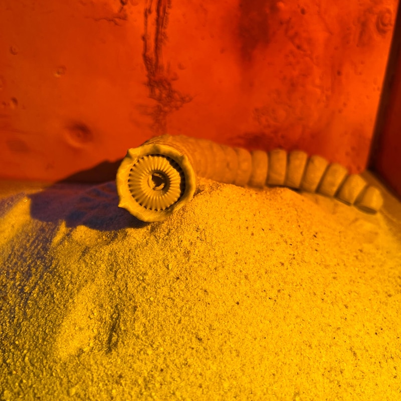 Sandworm - Etsy