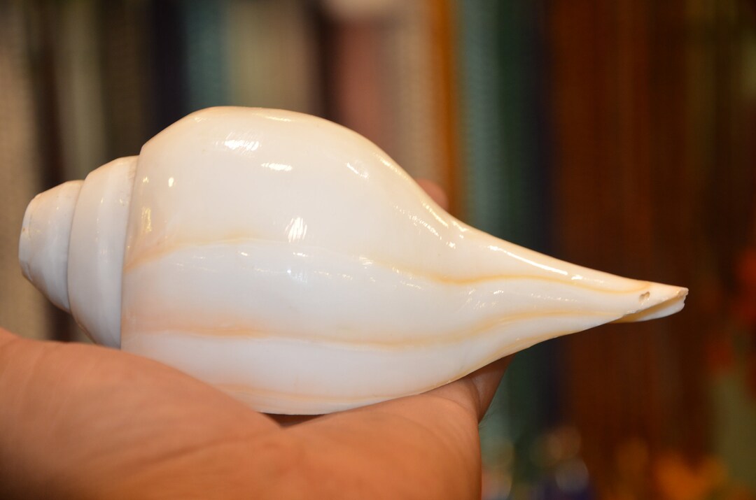 Shell Shankh Pooja Shankha Sound Healing Pooja Shankh Loud Blowing ...