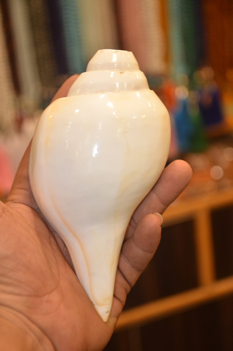 Shell Shankh Pooja Shankha Sound Healing Pooja Shankh Loud Blowing ...