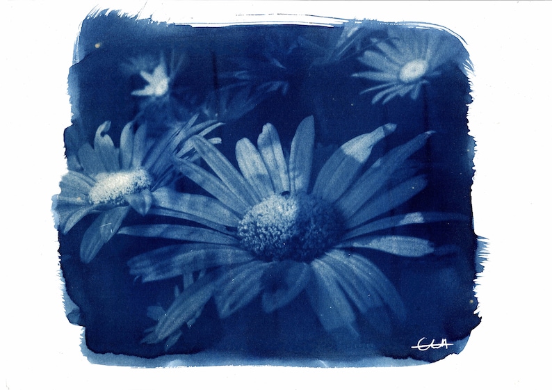 Cyanotype A4 Print Daisy Days Floral Photography - Etsy