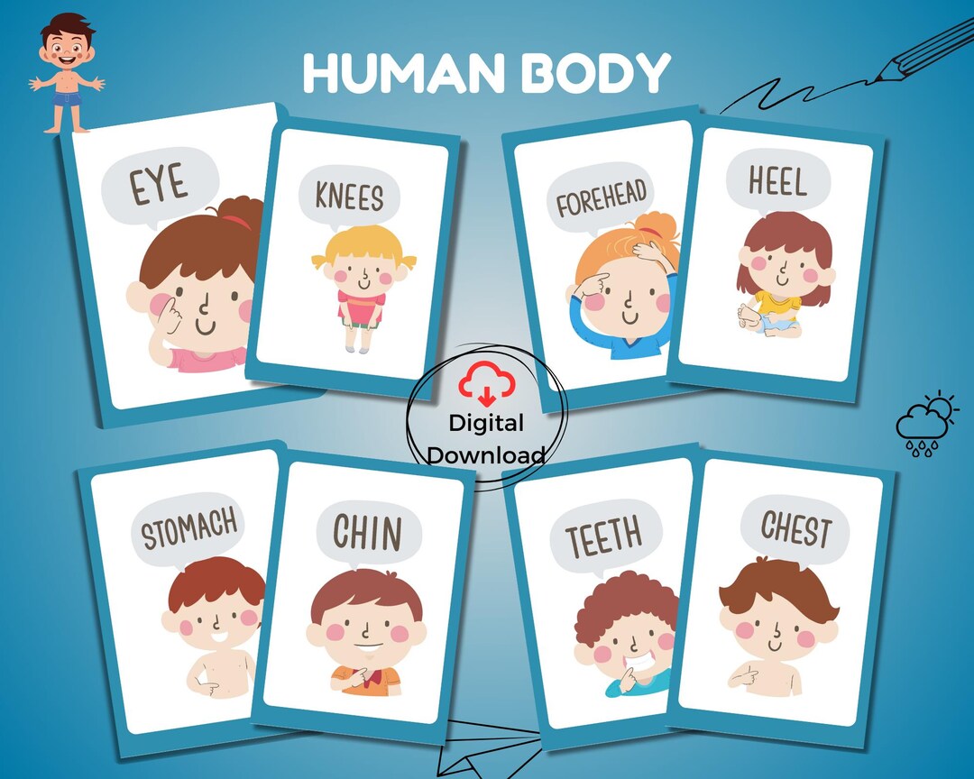 19 Body Part Flashcards, Montessori Materials, Human Body Flashcards ...