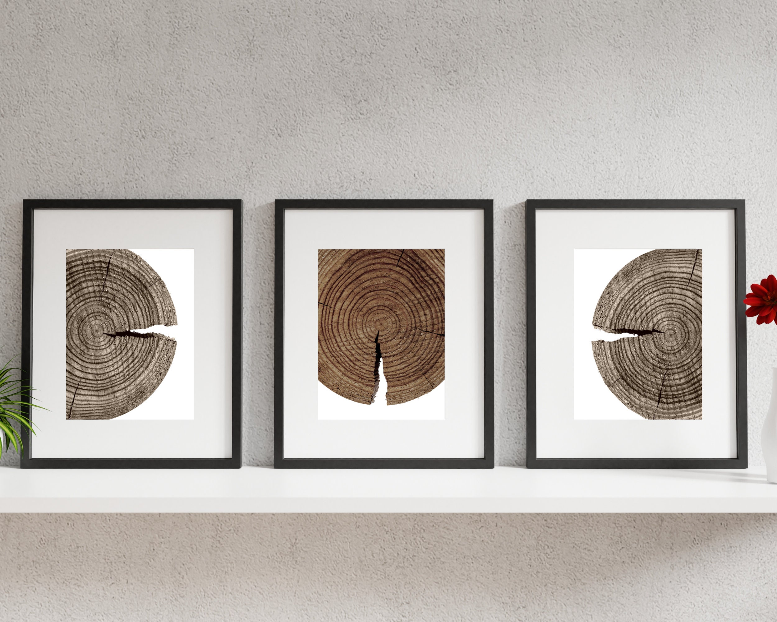 Tree Ring Slice Printable, Set of 3 Tree Ring Print, Three Tree Ring ...