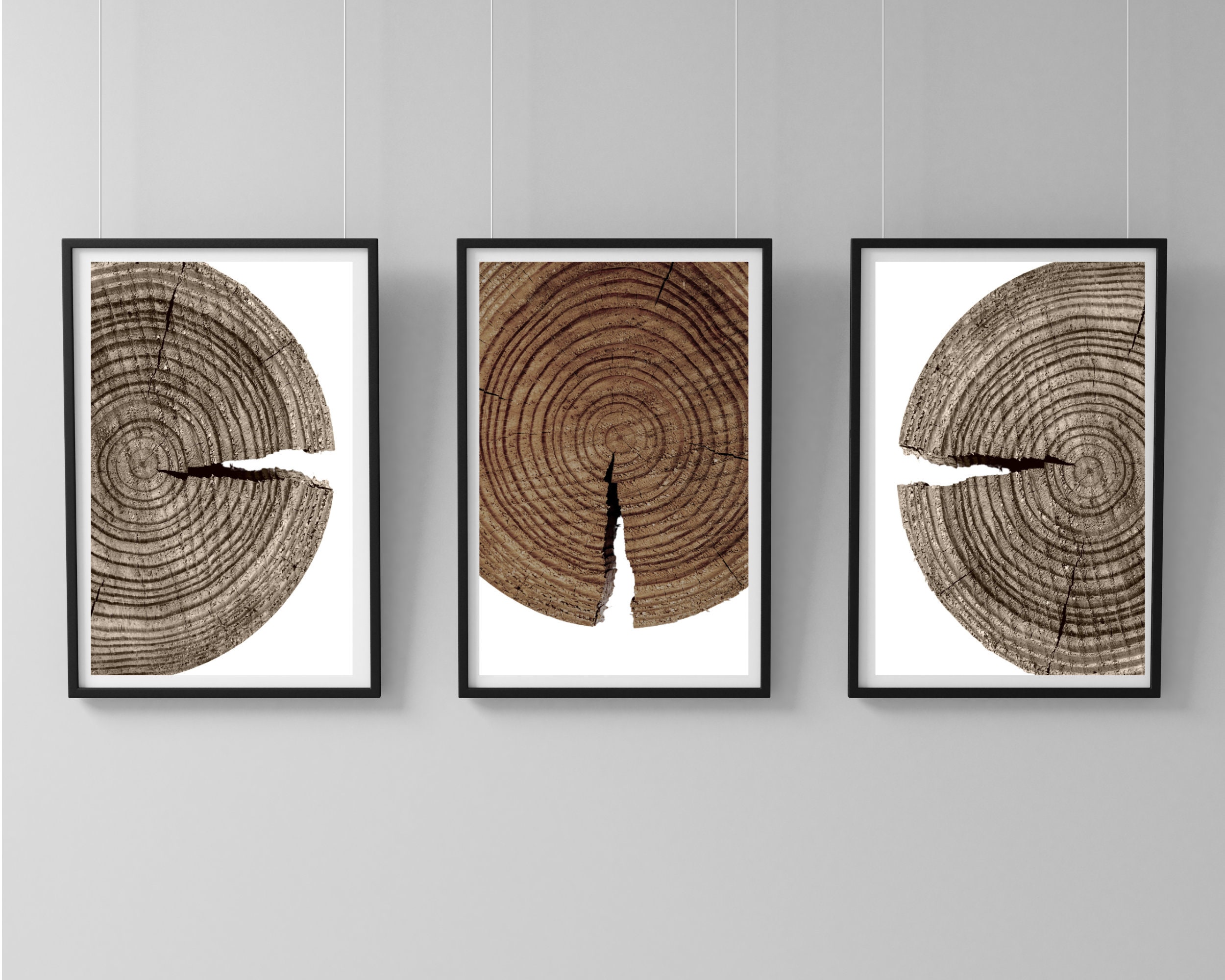 Tree Ring Slice Printable, Set of 3 Tree Ring Print, Three Tree Ring ...
